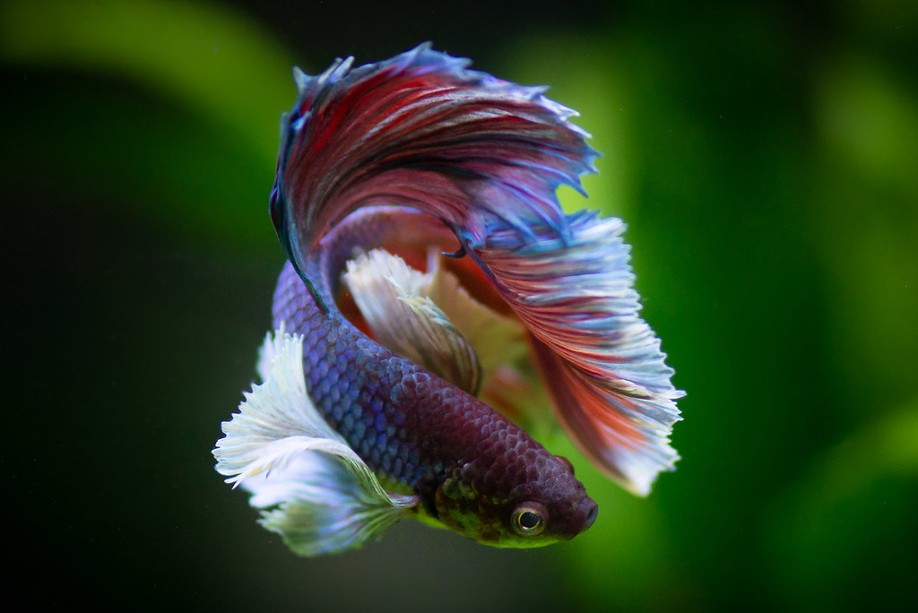Understanding Betta Fish Emotions: Do Betta Fish Get Lonely? - Tablogy